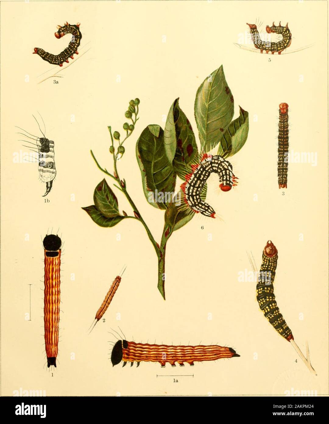 Datana major hi-res stock photography and images - Alamy