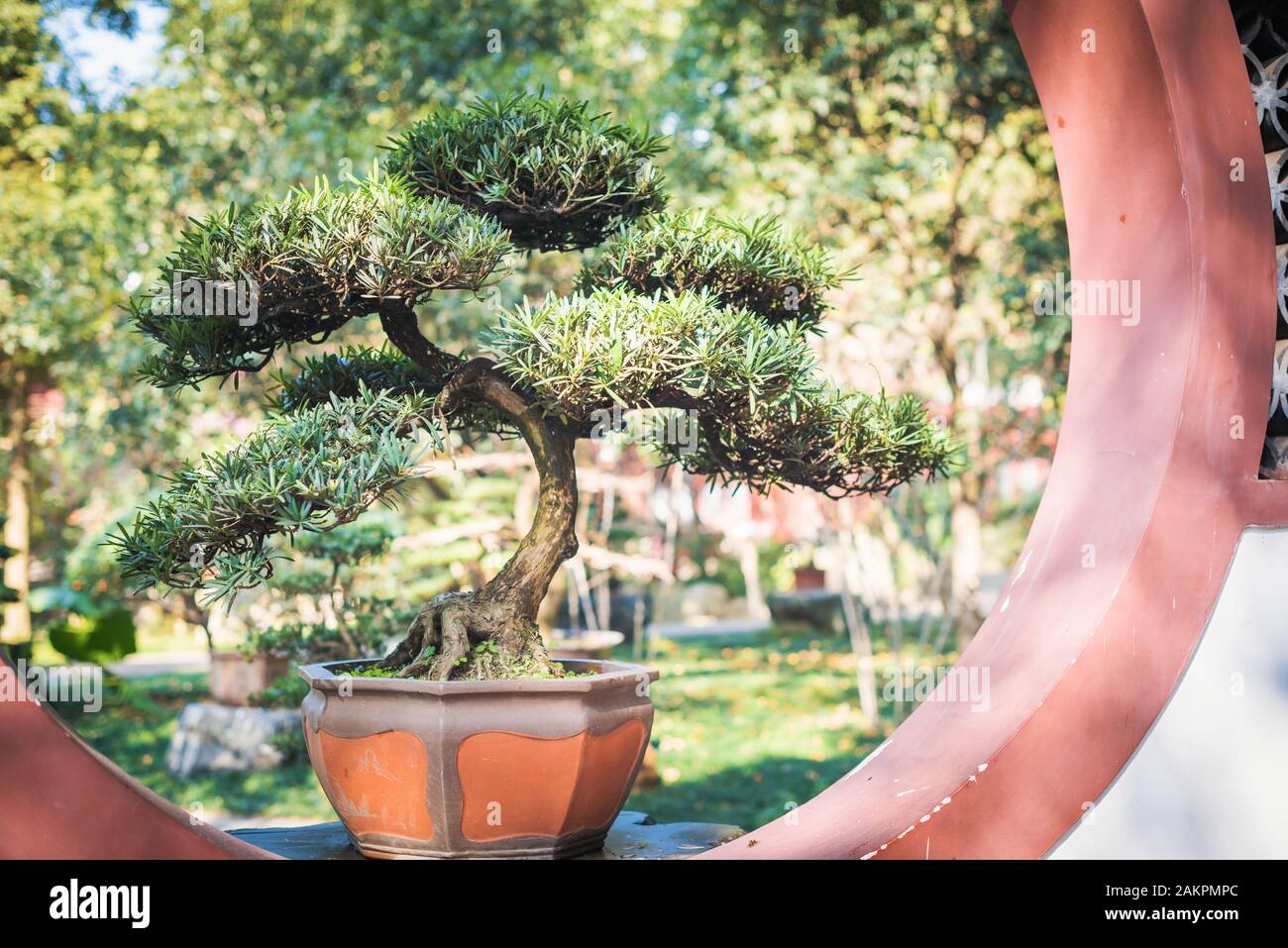 Bonsai tree on a red circle window in a park Stock Photo - Alamy