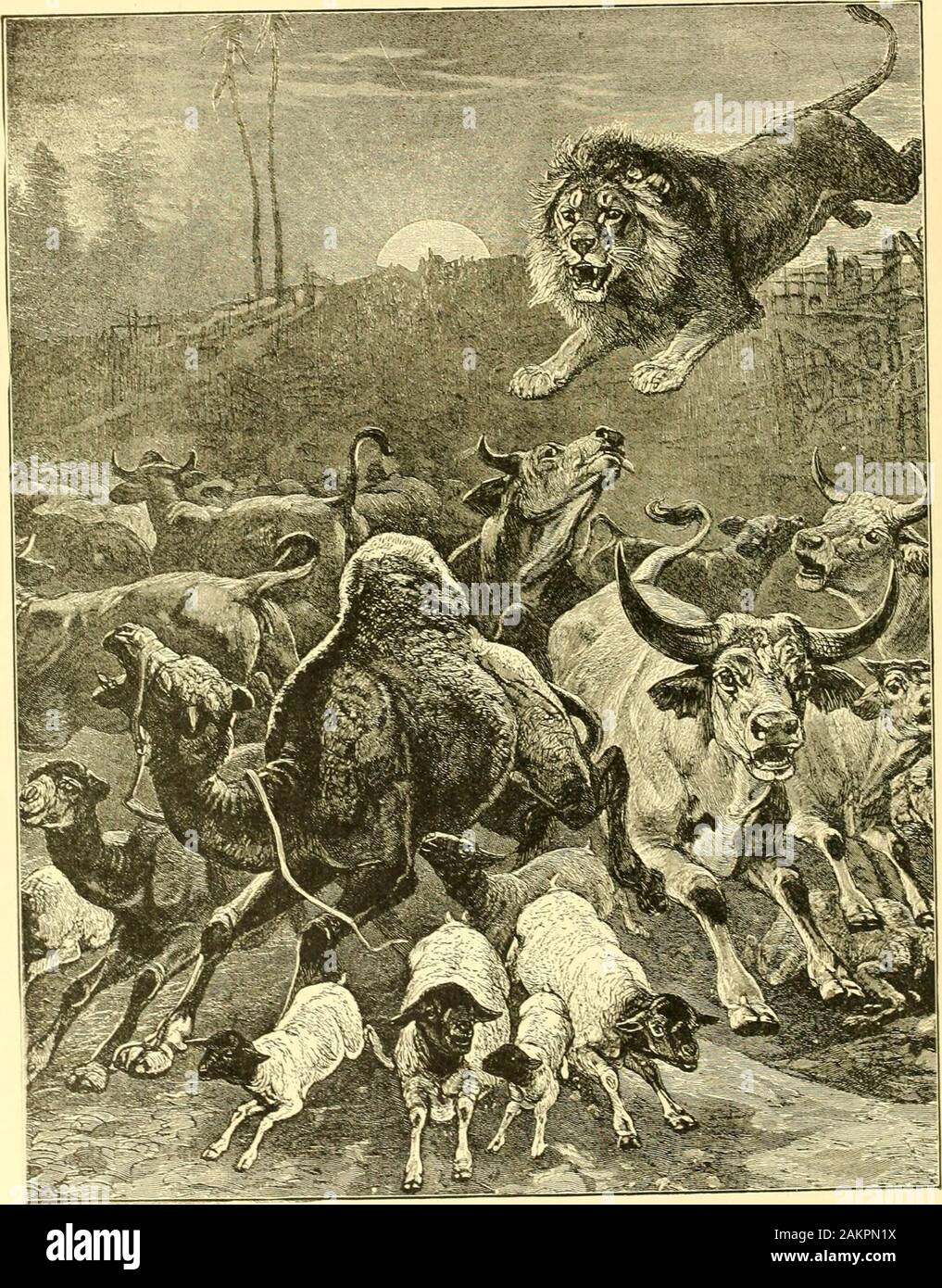 Creeping lions hi-res stock photography and images - Alamy