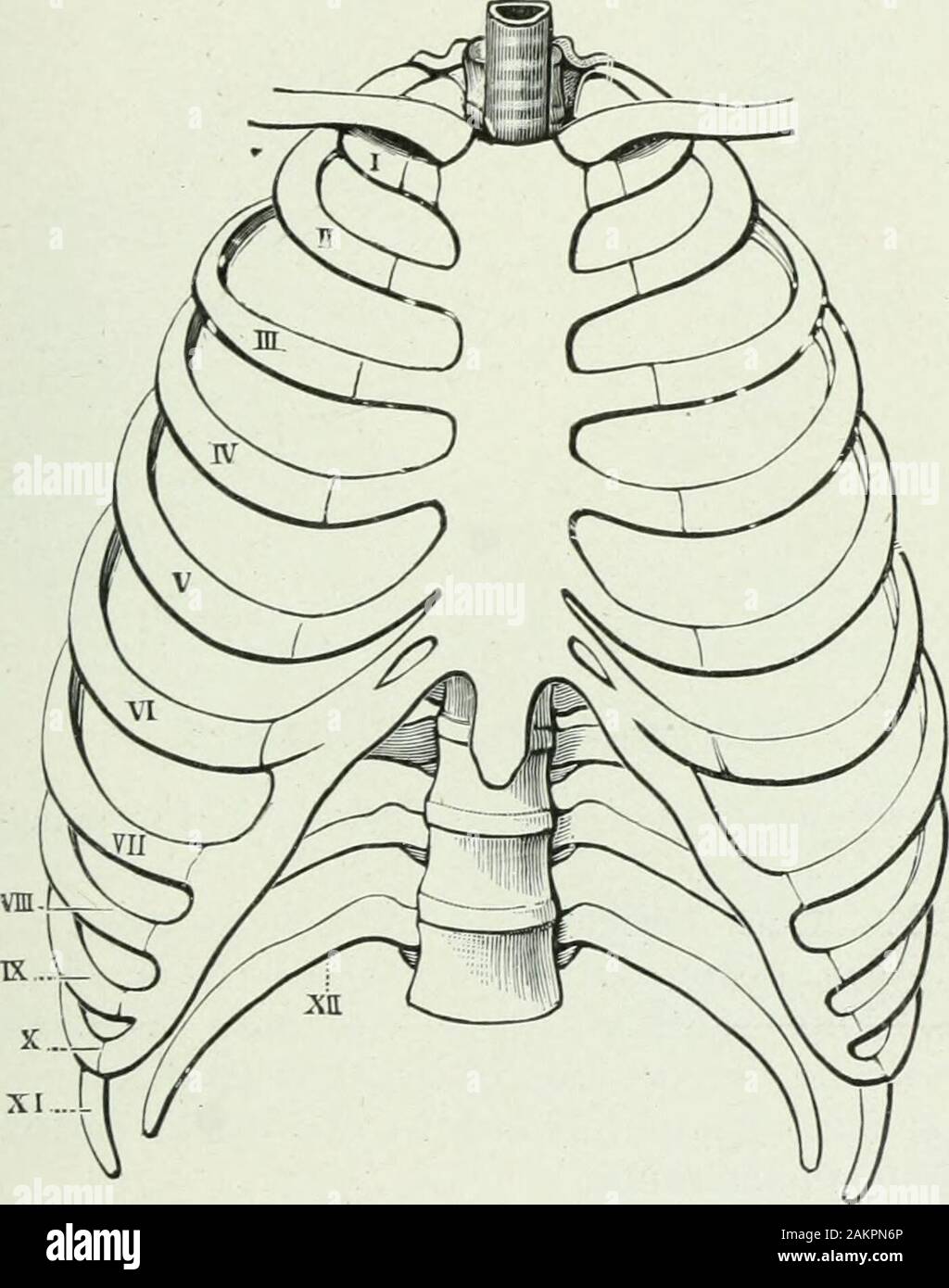 Applied anatomy and kinesiology; the mechanism of muscular movement . o ...