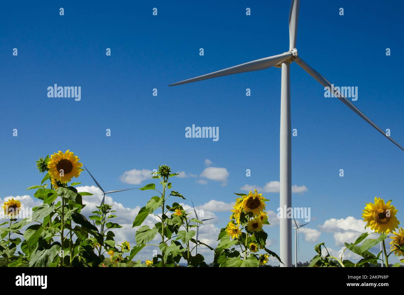 Wind turbines farm sunflowers hi-res stock photography and images - Alamy