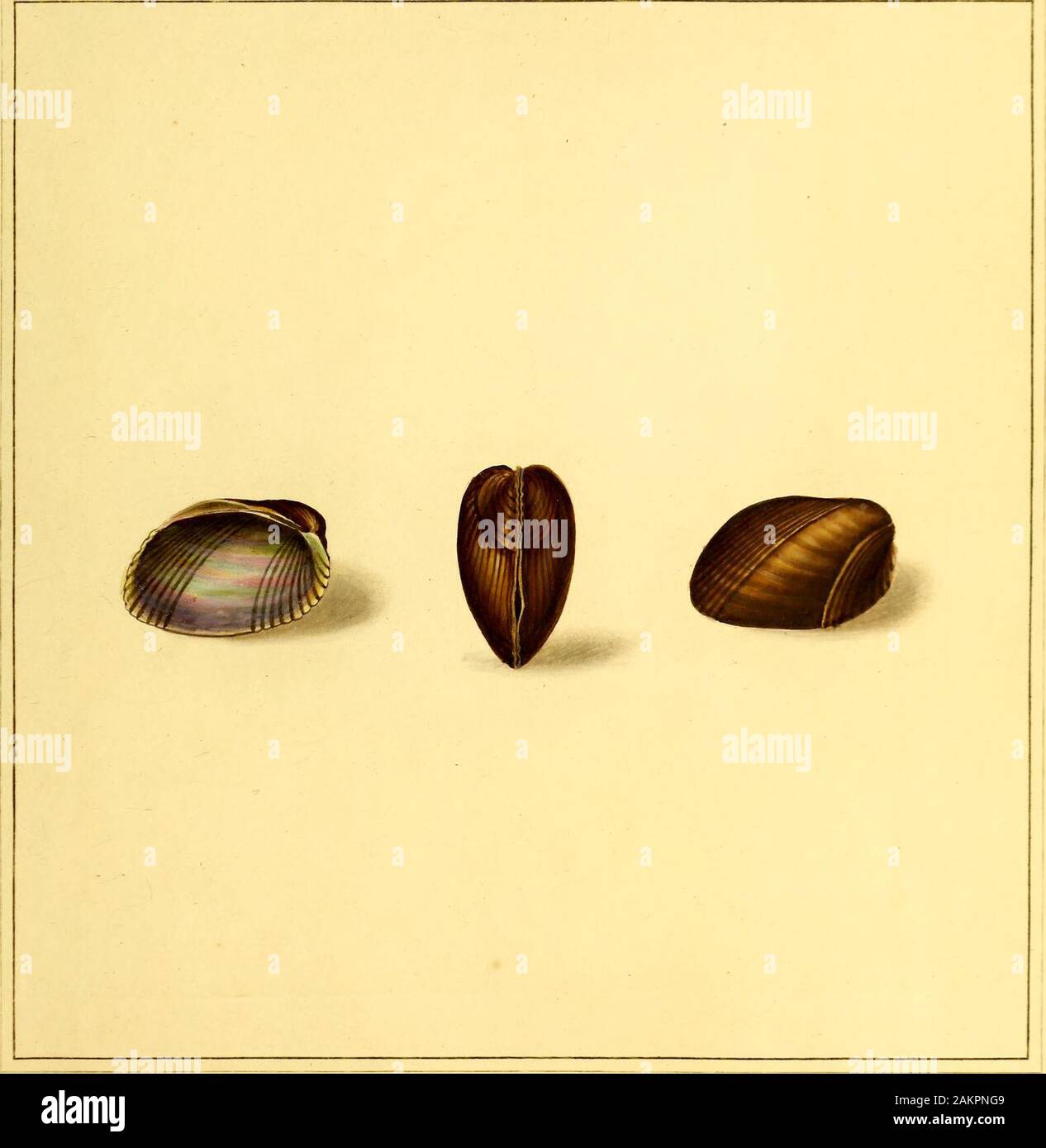 The universal conchologist : exhibiting the figure of every known shell ...