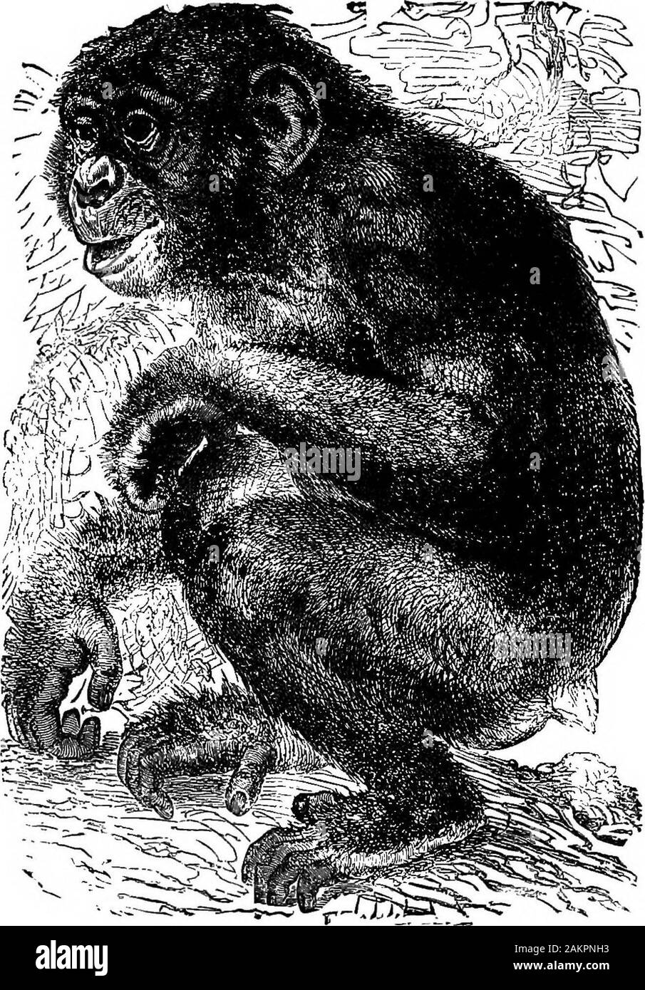 Chimpanzee walking on knuckles hi-res stock photography and images - Alamy