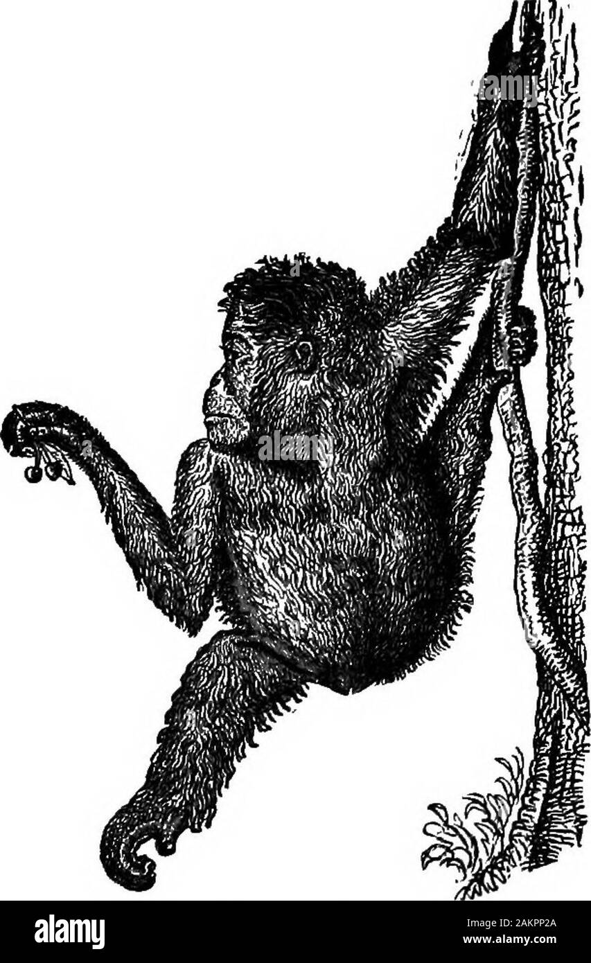 First lesson in zoology : adapted for use in schools . posture is semi ...