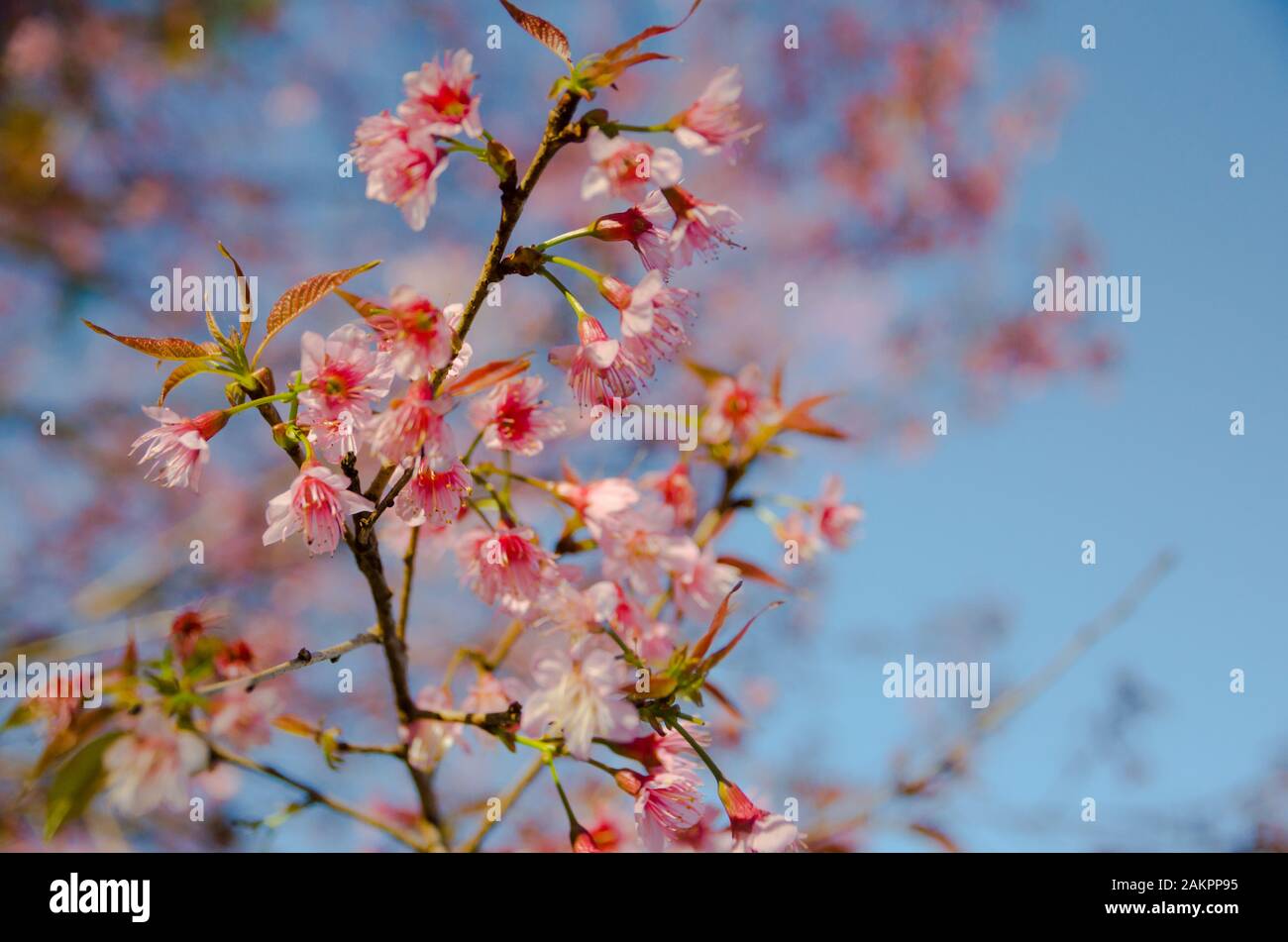 Himalayan cherry tree hi-res stock photography and images - Alamy