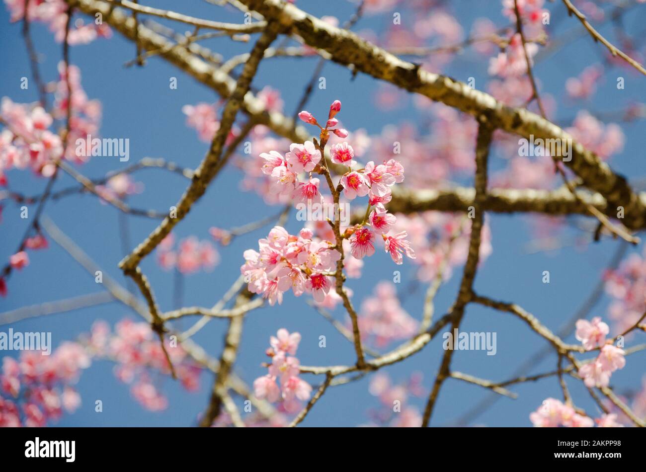 Wild Himalayan Cherry tree with blue sky Stock Photo - Alamy