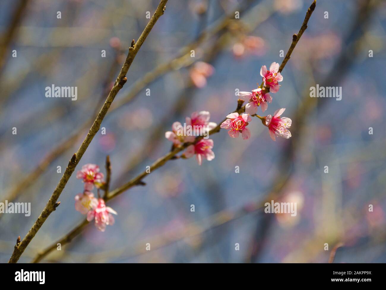 Himalayan Cherry flower Stock Photo - Alamy