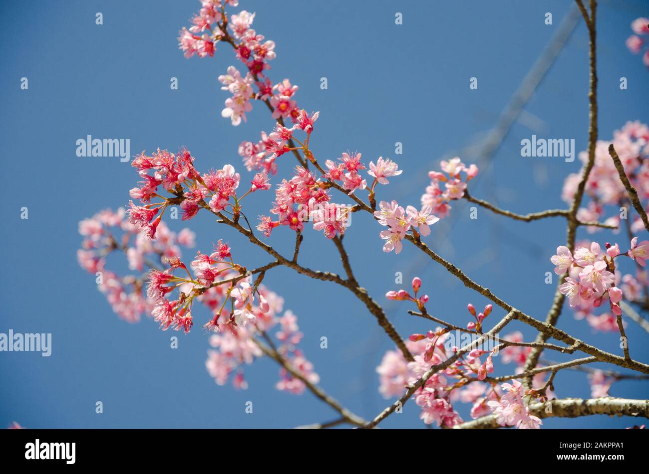 Himalayan cherry tree hi-res stock photography and images - Alamy