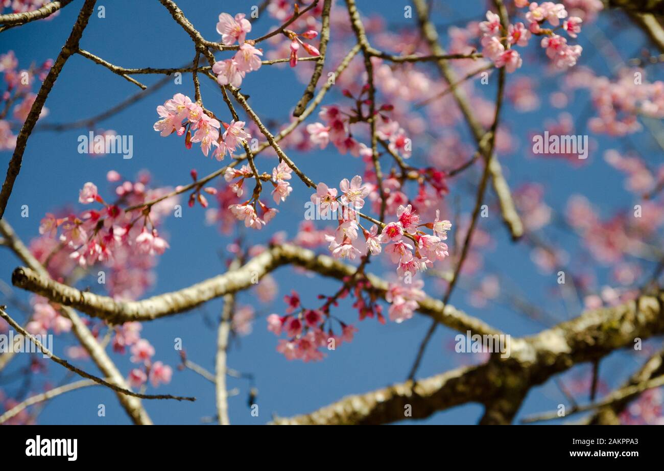 Himalayan cherry tree hi-res stock photography and images - Alamy