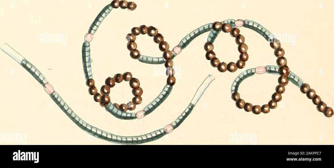 Phycologia britannica, or, A History of British sea-weeds, containing ...