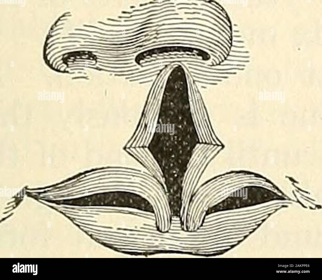 Modern surgery, general and operative . side projects more than ...