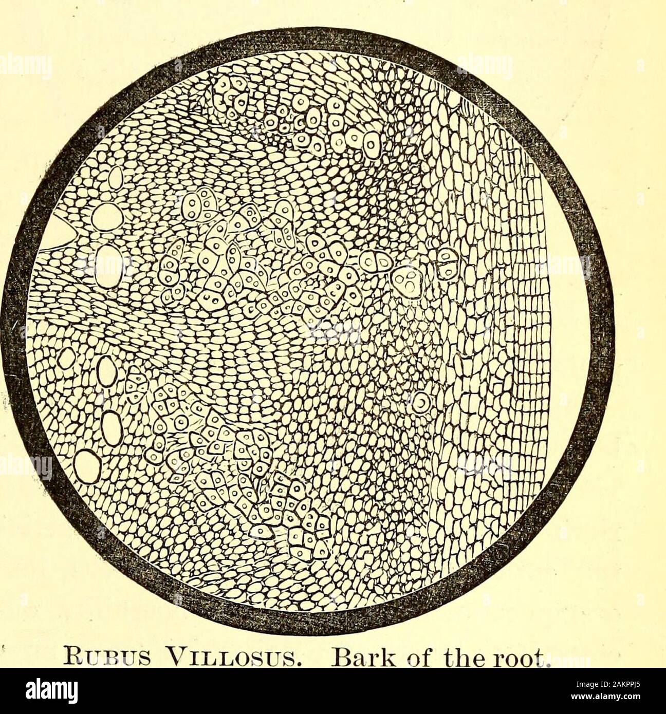Acute leaf apex hi-res stock photography and images - Alamy