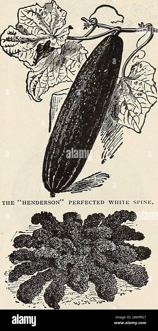 Henderson's midsummer catalogue : 1913 . CORY SWEET CORN.. KALE—DWARF ...