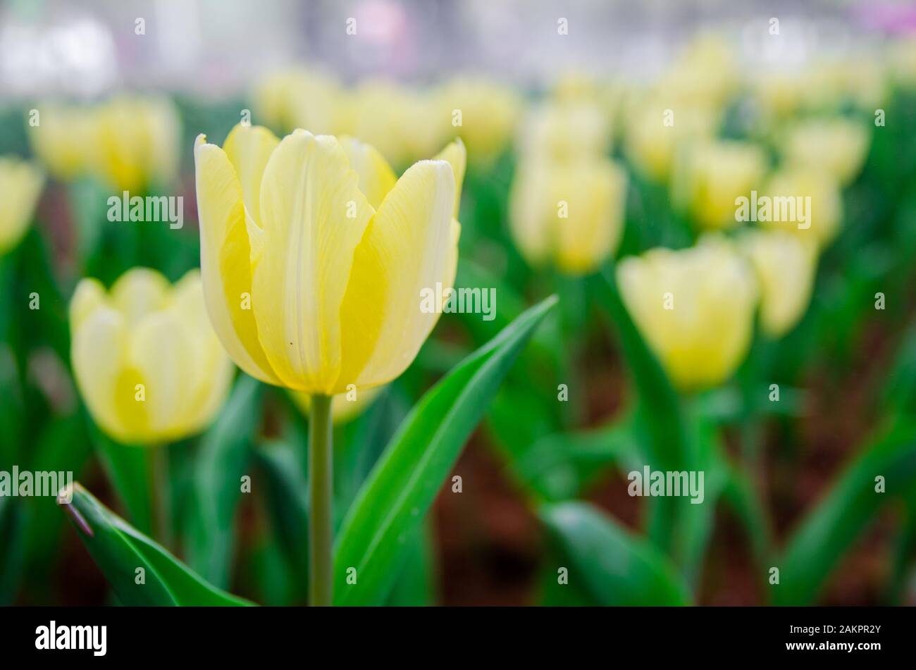 Pale yellow tulips hi-res stock photography and images - Alamy