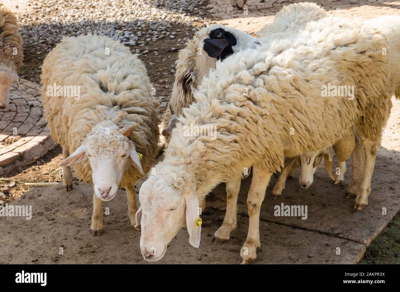sheep in cage Stock Photo - Alamy