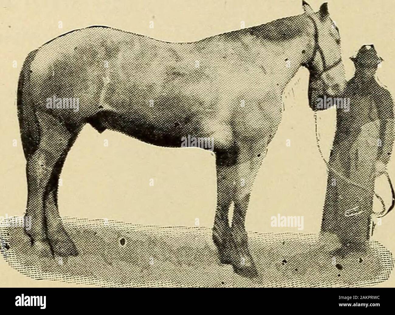 Fetlock injury hi-res stock photography and images - Alamy