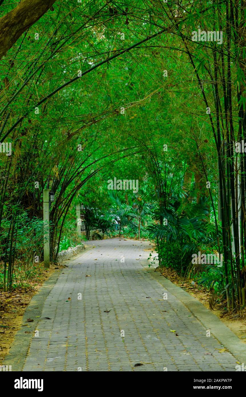 green bamboo tree and walkway Stock Photo - Alamy