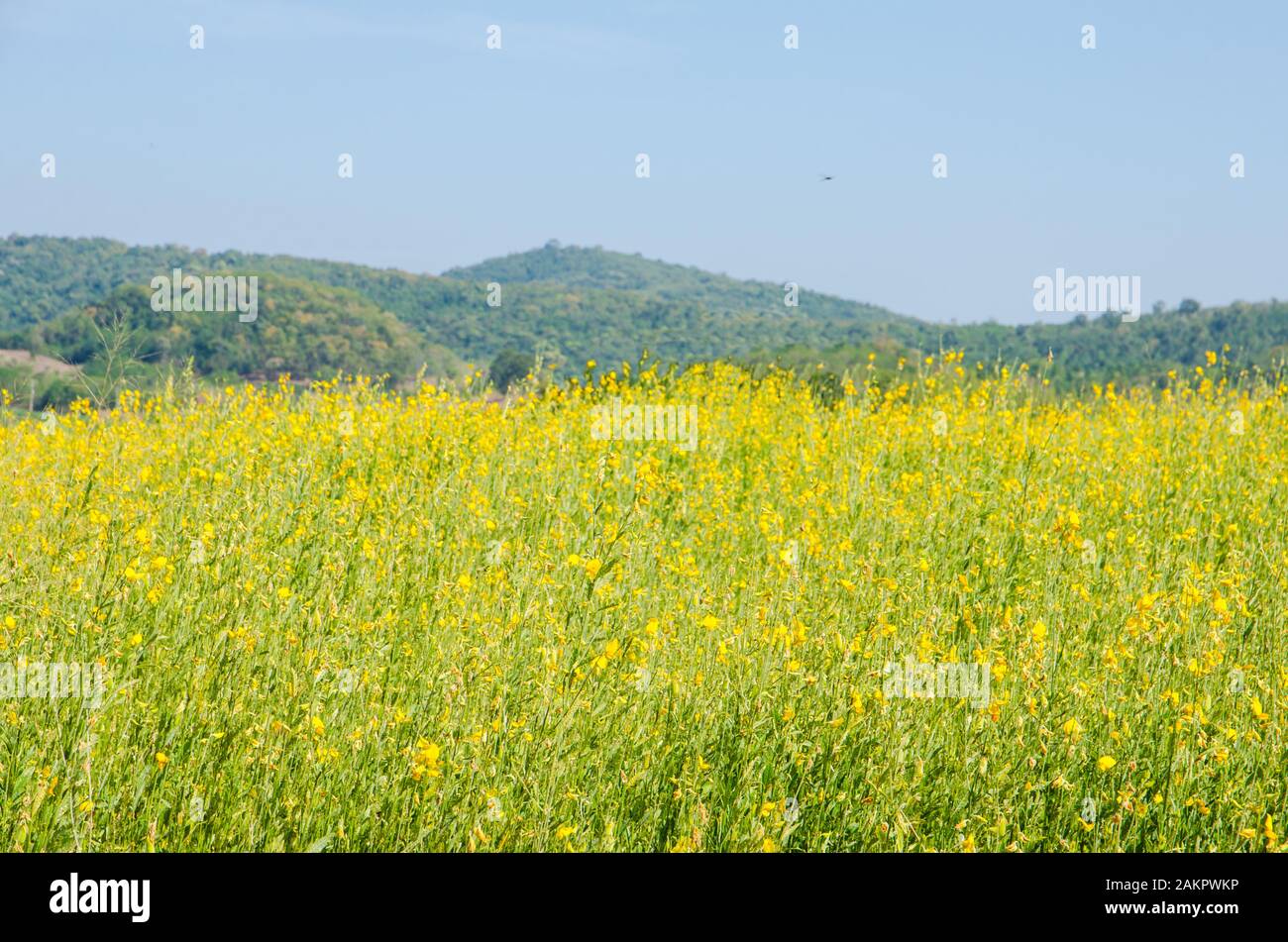 Sunhemp flower hi-res stock photography and images - Alamy