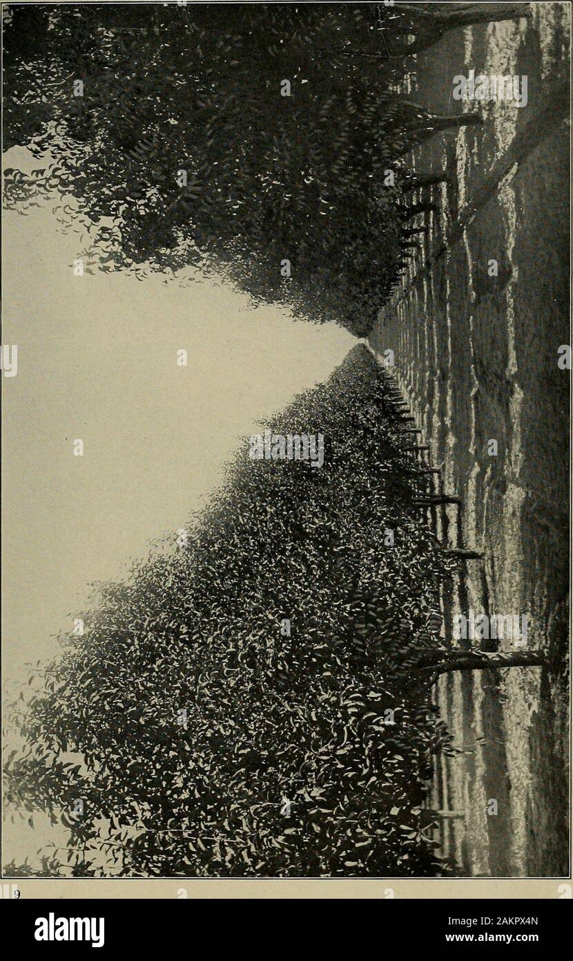 Y dwarf hi-res stock photography and images - Alamy