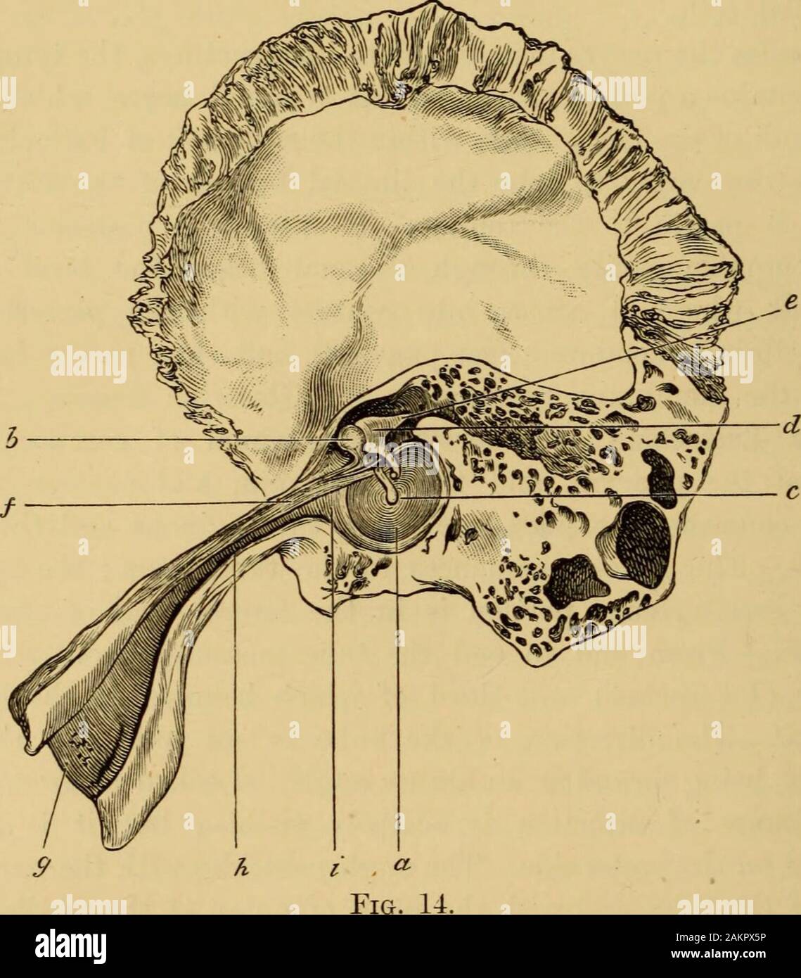 A treatise on the diseases of the ear including the anatomy and ...