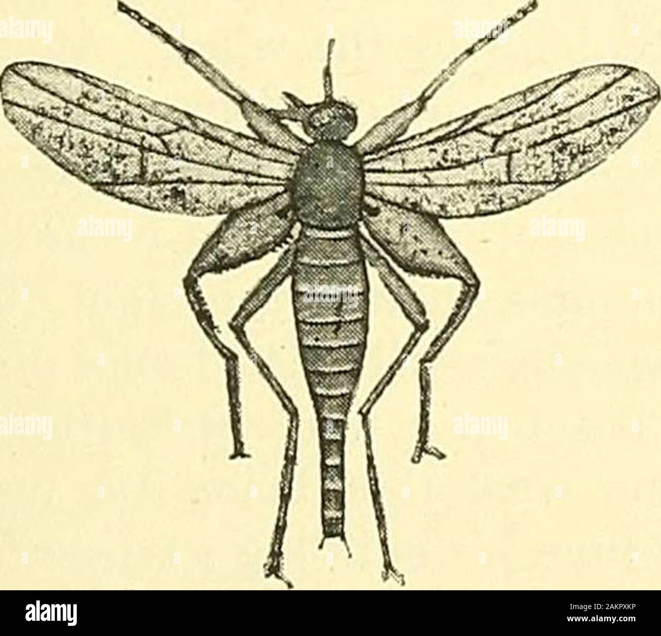 Blow fly larvae hi-res stock photography and images - Alamy