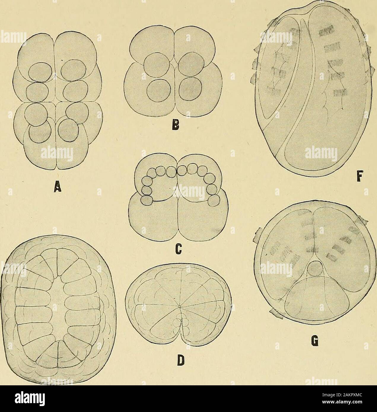 Blastomere hi-res stock photography and images - Alamy