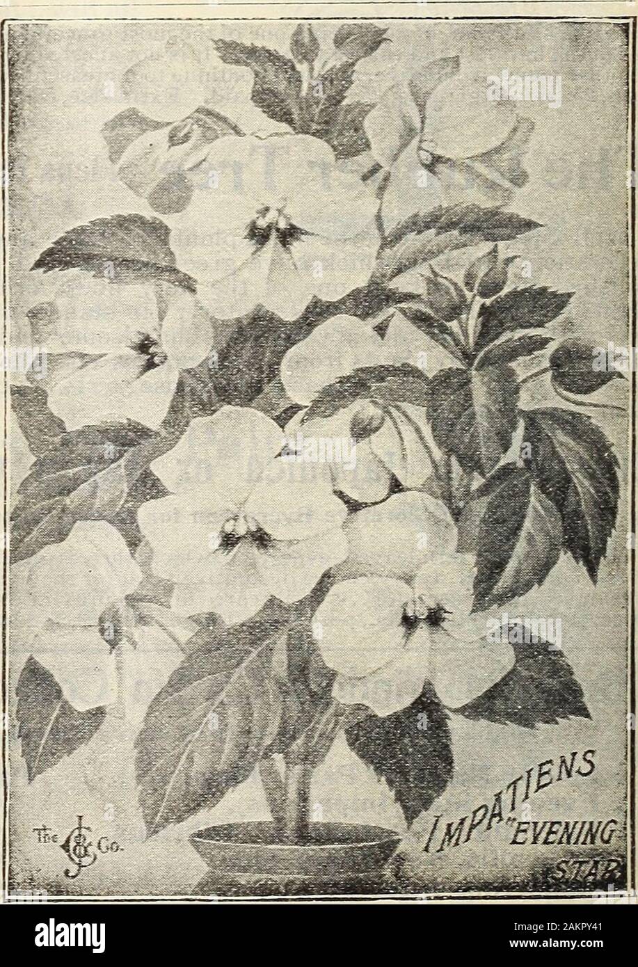 Miss frances bright hi-res stock photography and images - Alamy