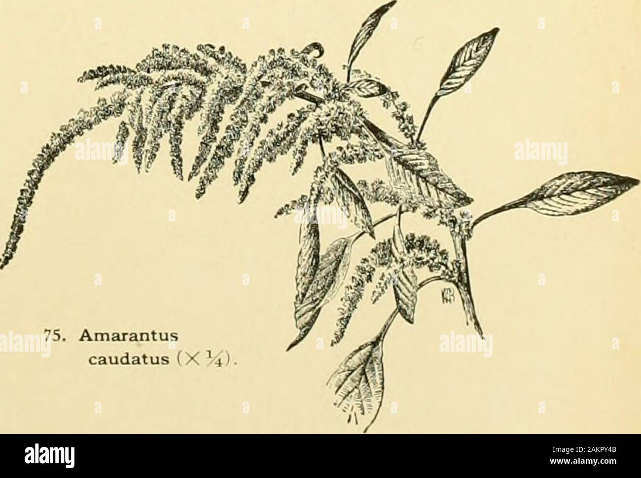 Terminal panicle hi-res stock photography and images - Alamy