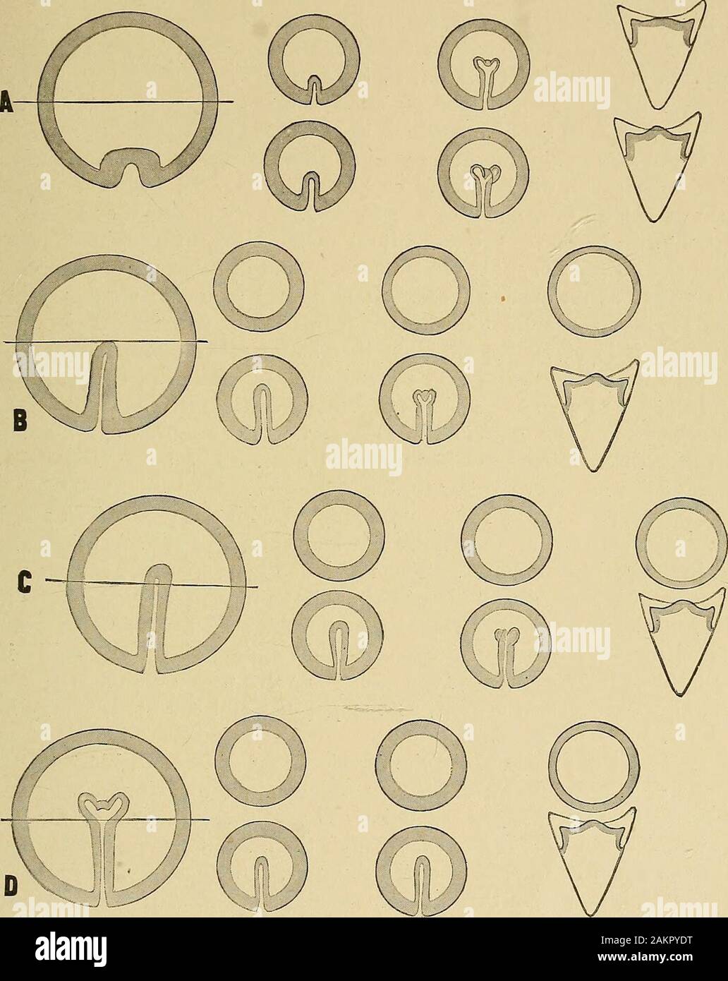 Archenteron hi-res stock photography and images - Alamy