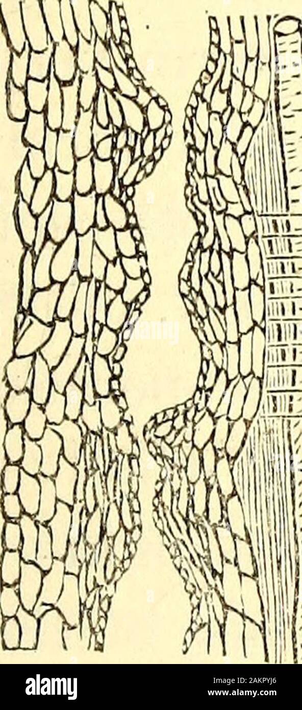 Plant root transverse section hi-res stock photography and images - Alamy