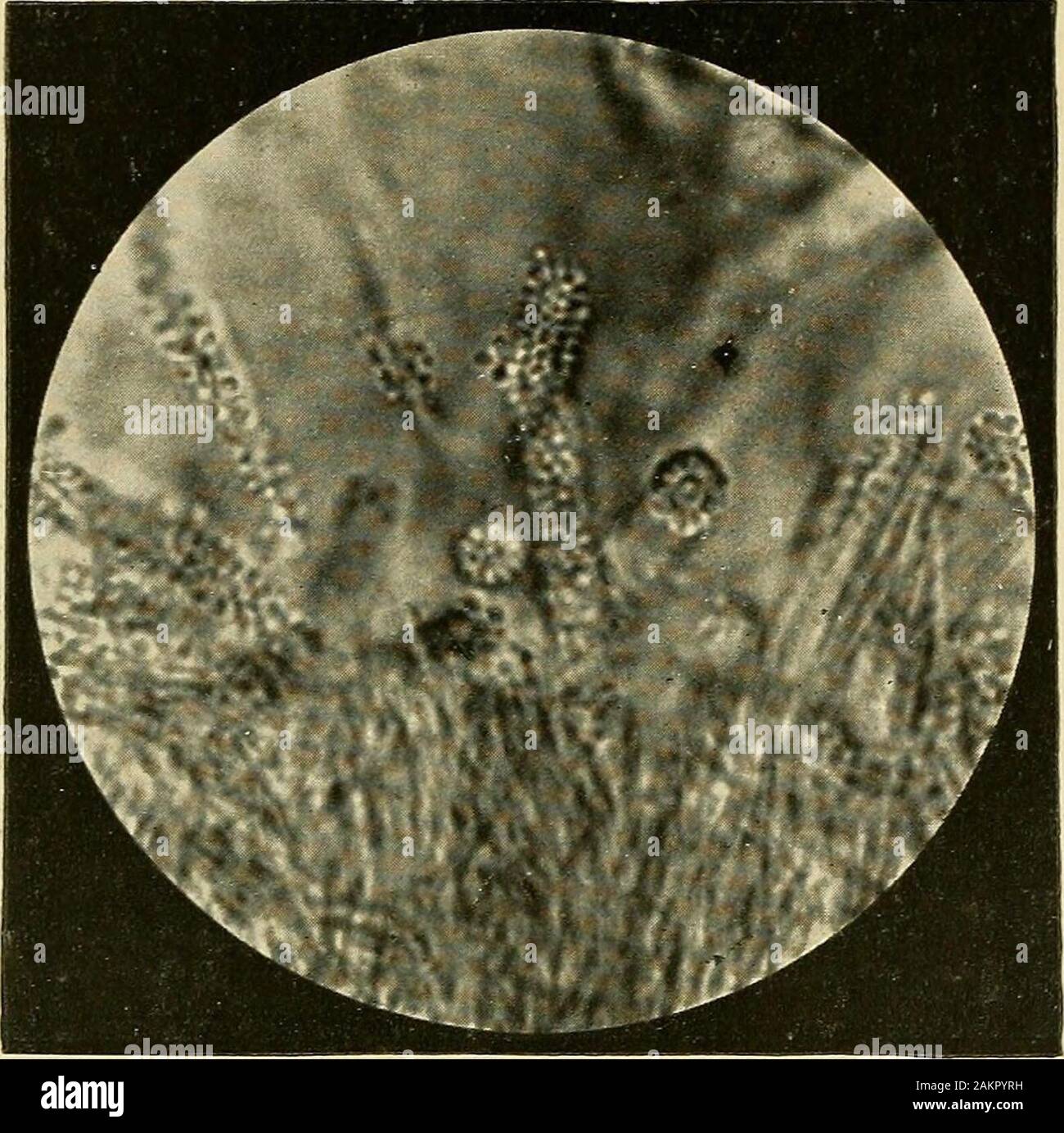 Principles and practice of operative dentistry . Fig. 256 ...