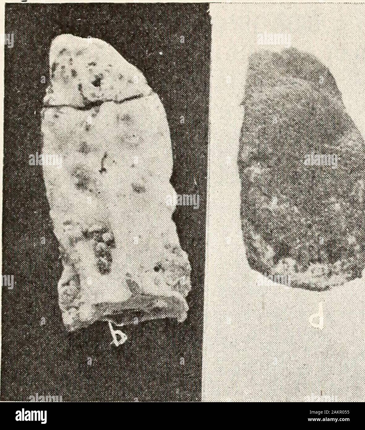 Microconidia hi-res stock photography and images - Alamy