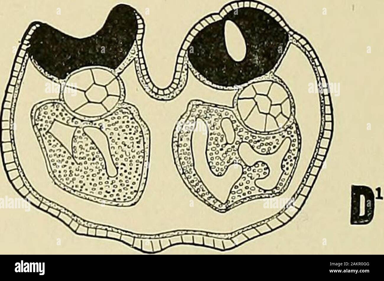 Regeneration . Fig. 63. — A. After Wetzel. Section through an egg ...