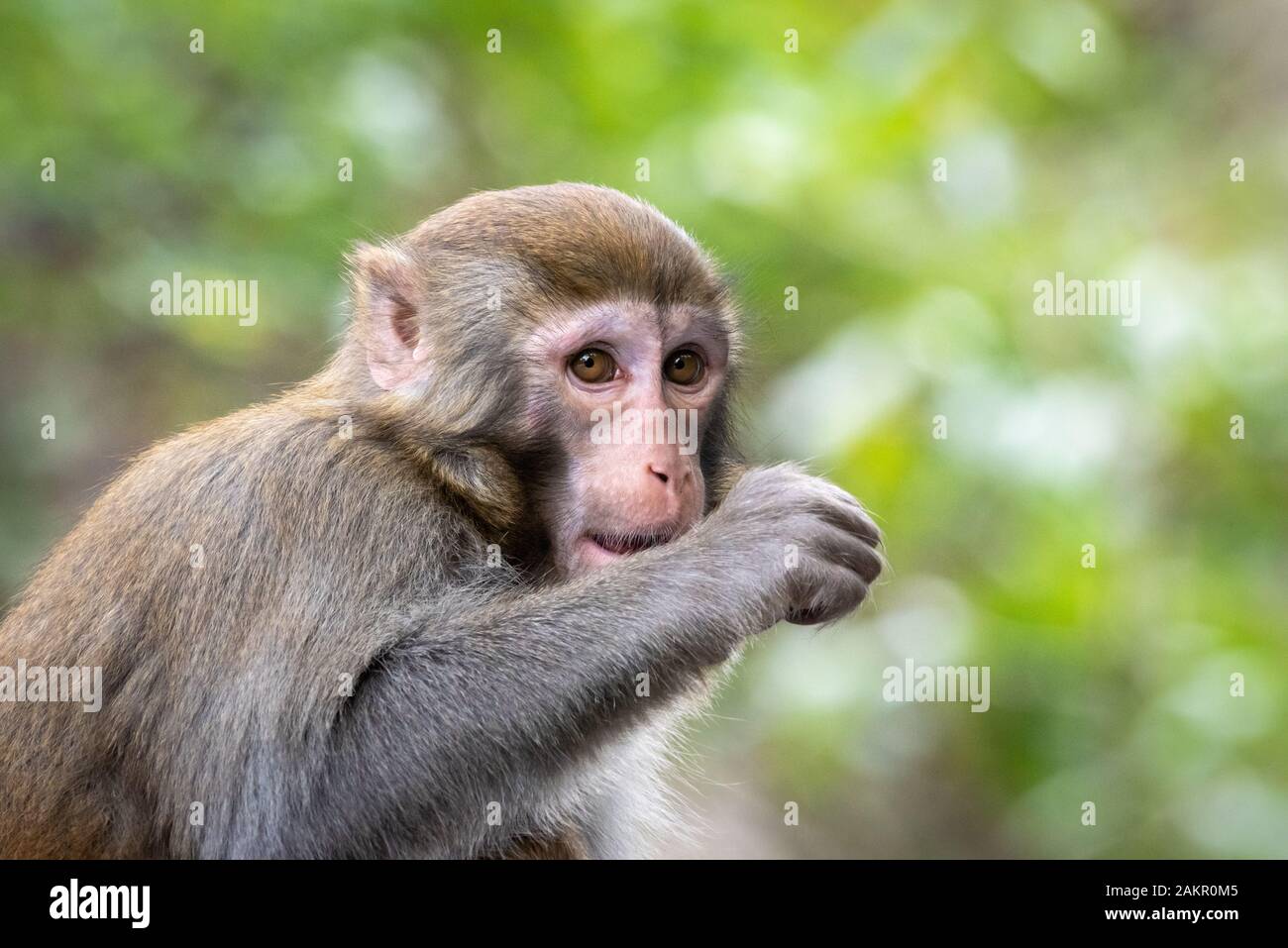 Portrait of a Rhesus macaque monkey in Guilin, Guangxi province, China ...