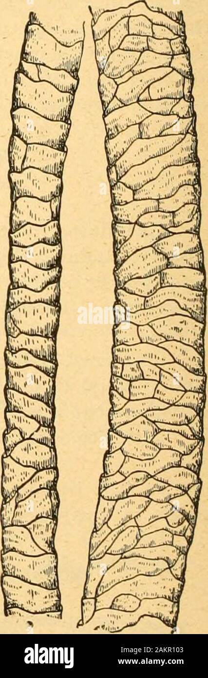 Wool scales under microscope hi-res stock photography and images - Alamy