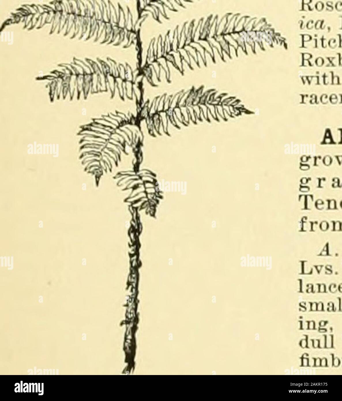 Mutira hi-res stock photography and images - Alamy