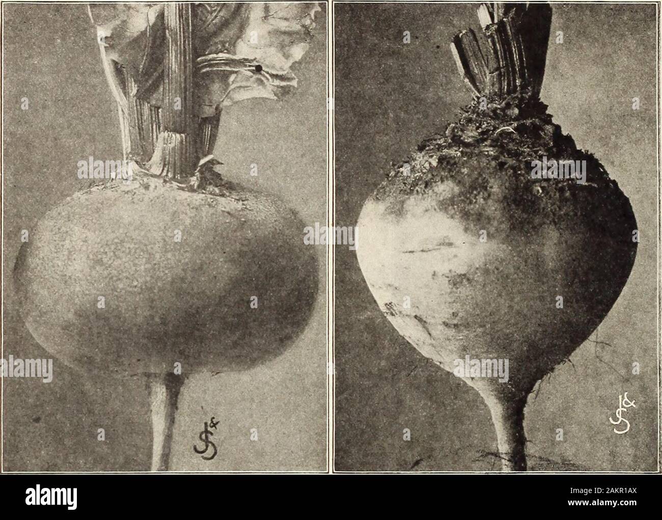 Beet seeder hi-res stock photography and images - Alamy