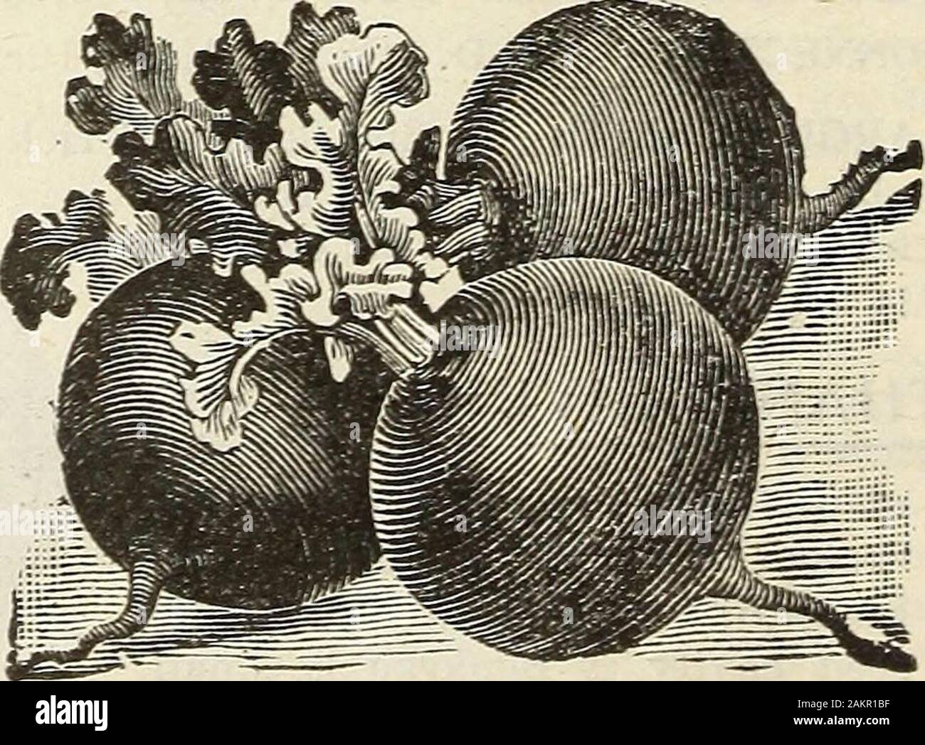 Pithy radish roots hi-res stock photography and images - Alamy