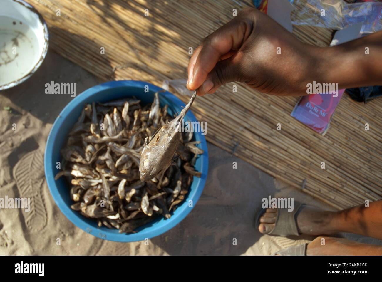 Woman shows one of her dried fish she is selling, Mwandi, Zambia ...
