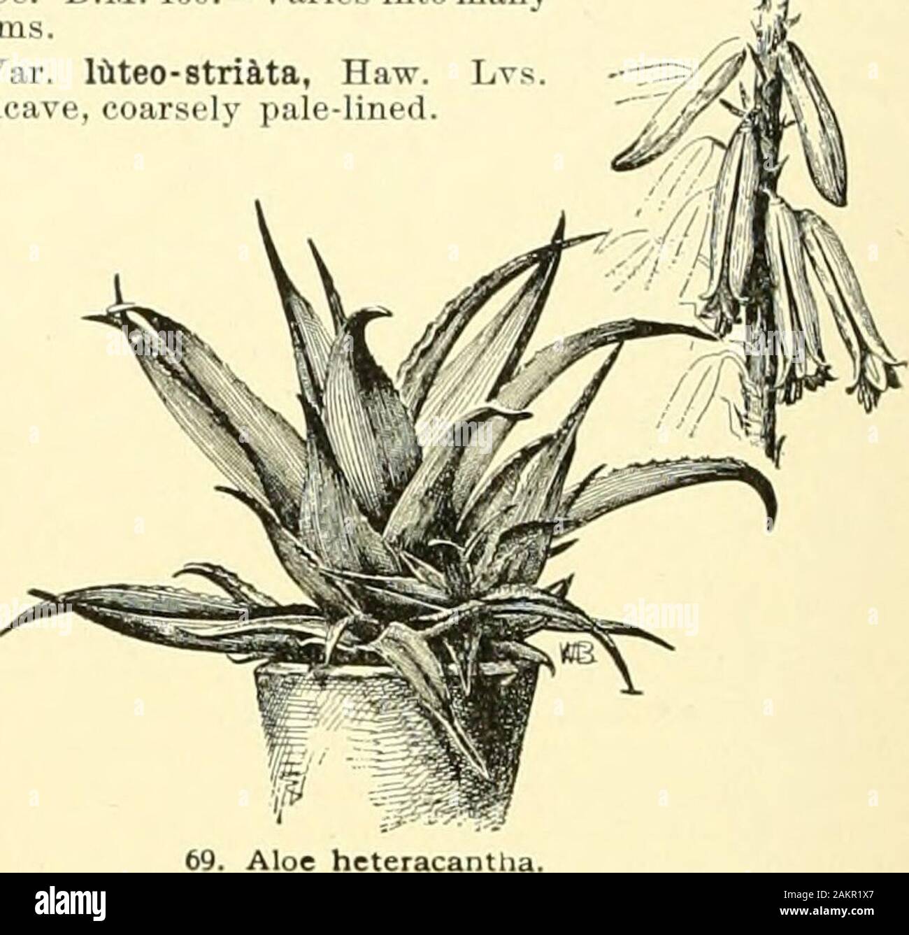 Caulescent plants hi-res stock photography and images - Alamy