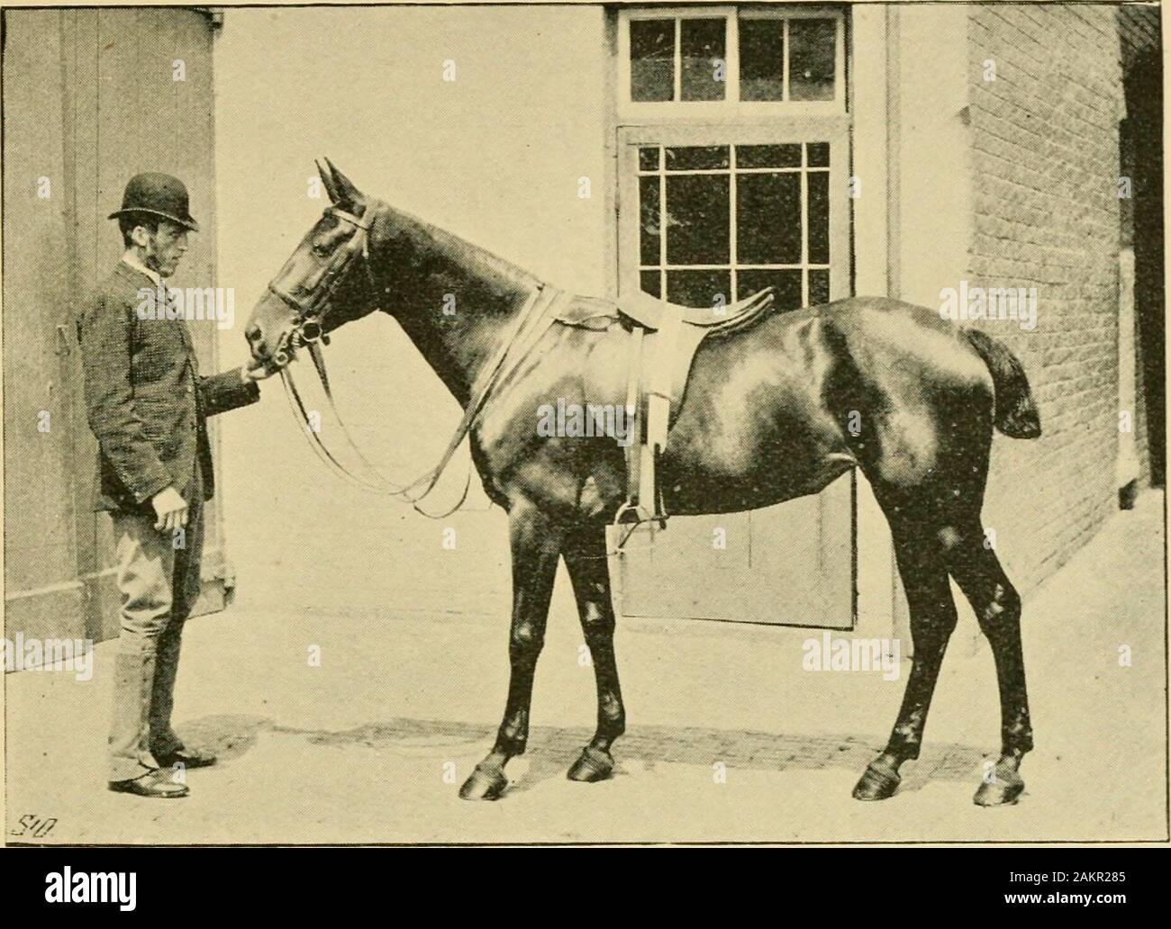 Modern polo . Fig. 77-—14 hand pony, Snipe.. Fig. 78.—Mr. Leafs Welsh ...
