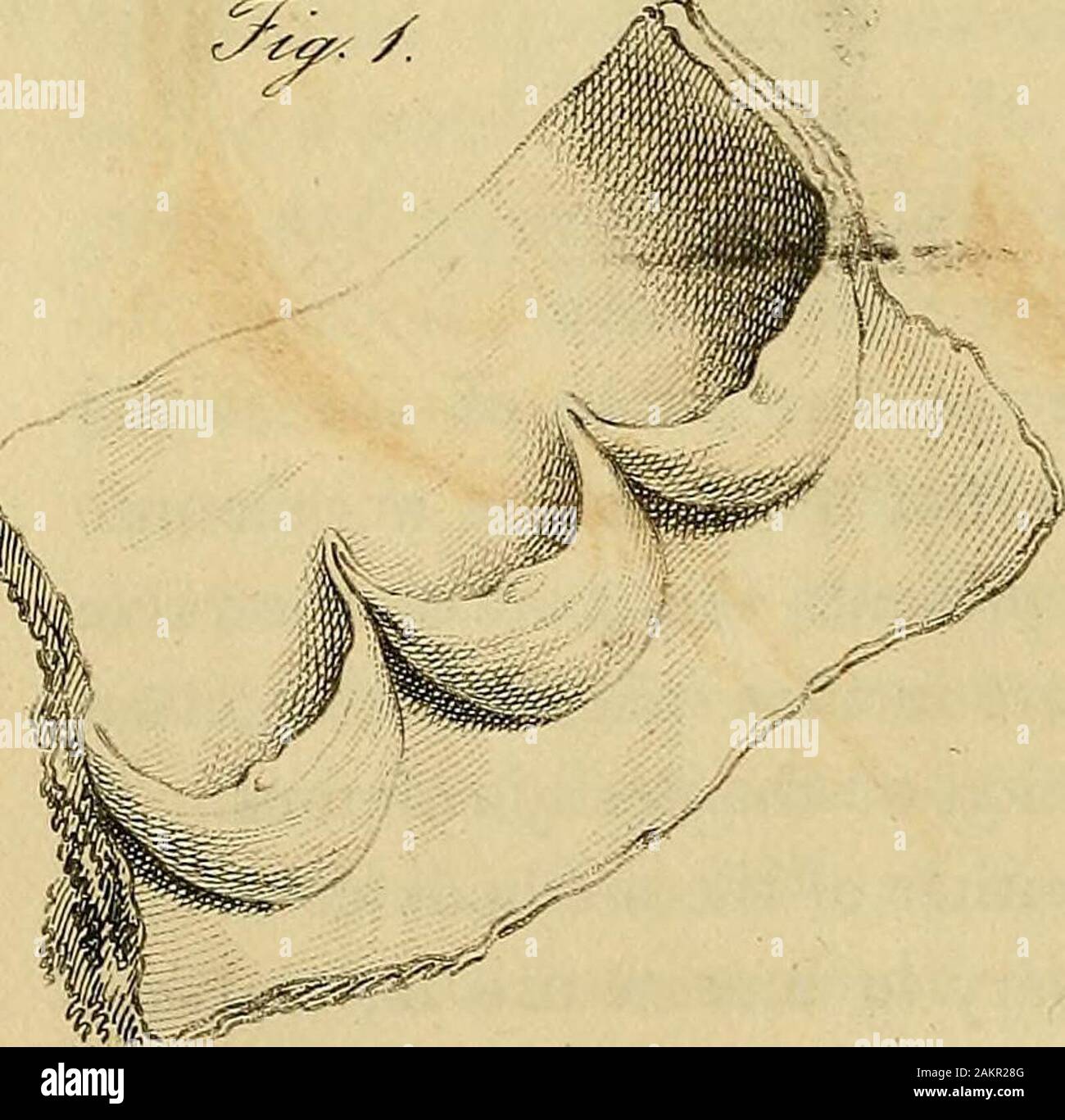 Semilunar valves hi-res stock photography and images - Alamy