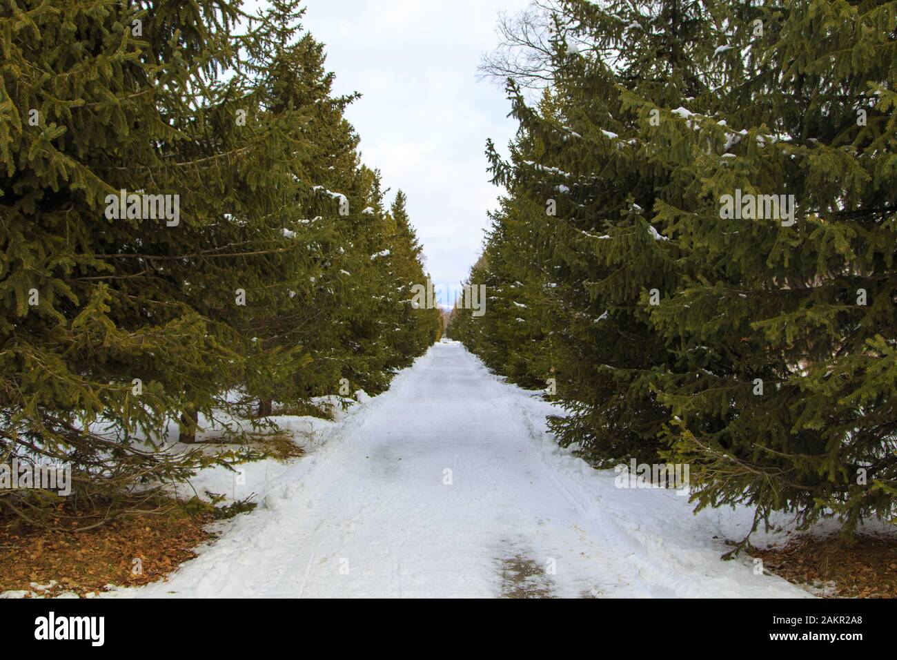 Winter park walking alley. Footpath made from green trees of Christmas ...
