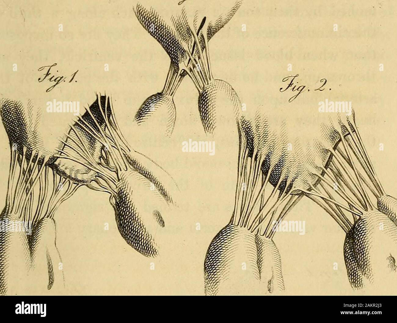 Outlines of human physiology . uplicature of the inner membrane ...
