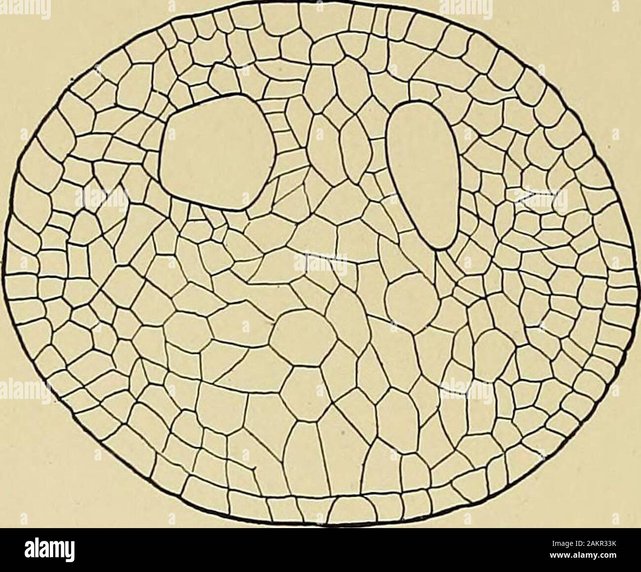 Blastomere hi-res stock photography and images - Alamy