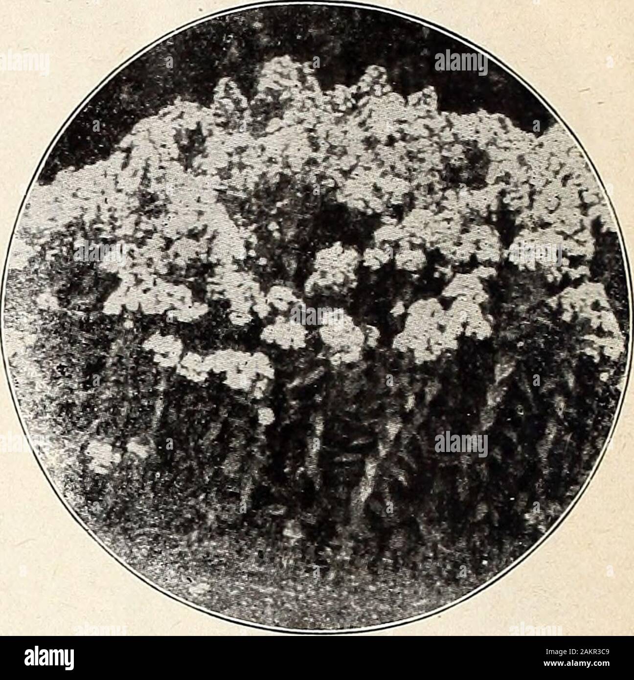 Lou bloom hi-res stock photography and images - Alamy