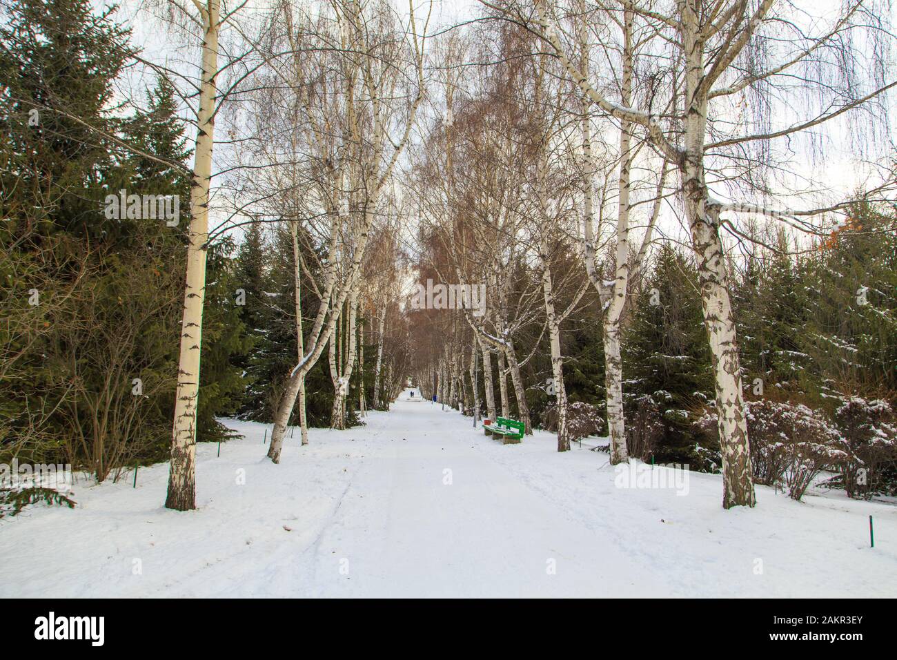 Winter park walking alley. A path made from green trees of Christmas ...