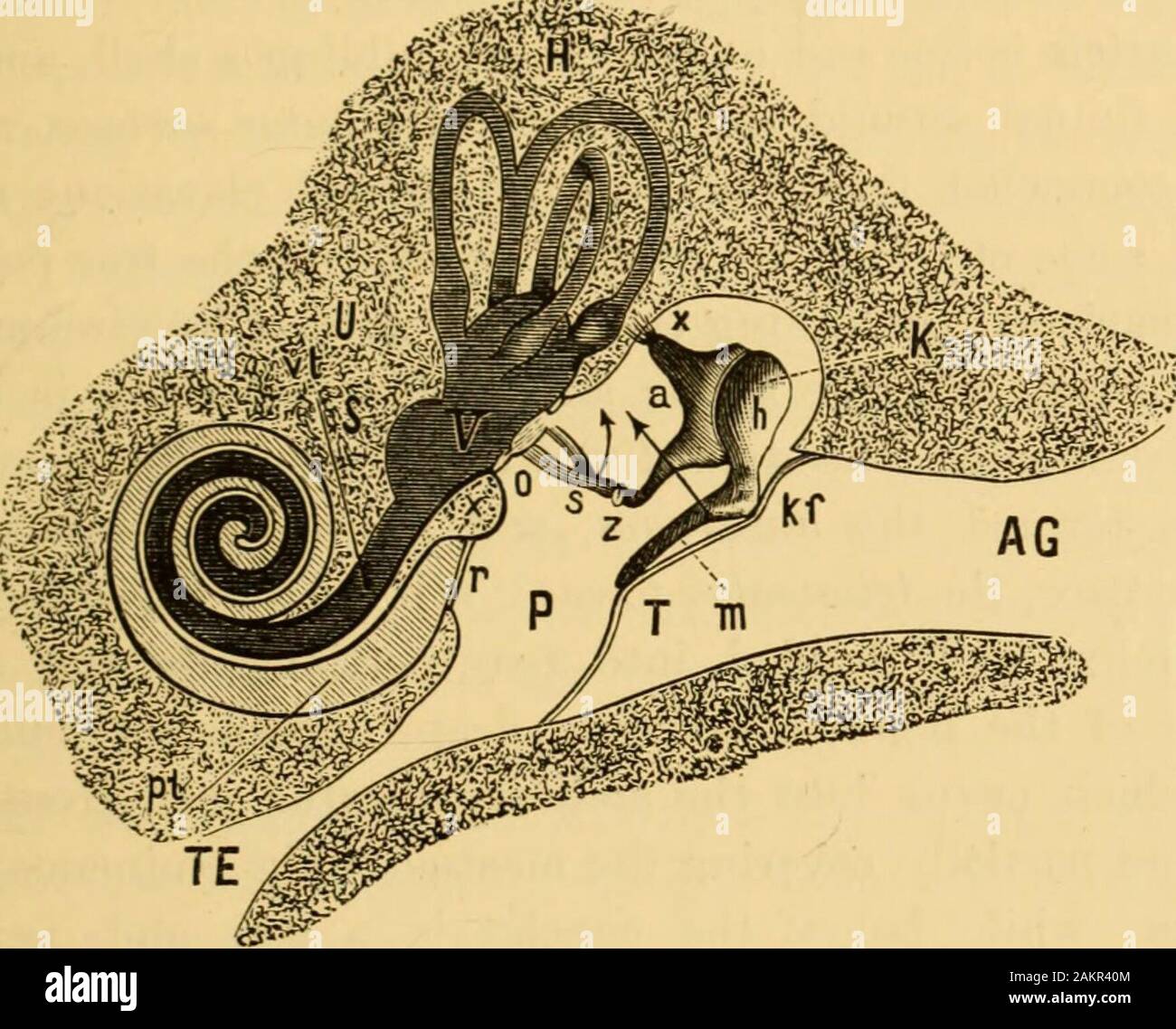 A treatise on the diseases of the ear including the anatomy and ...