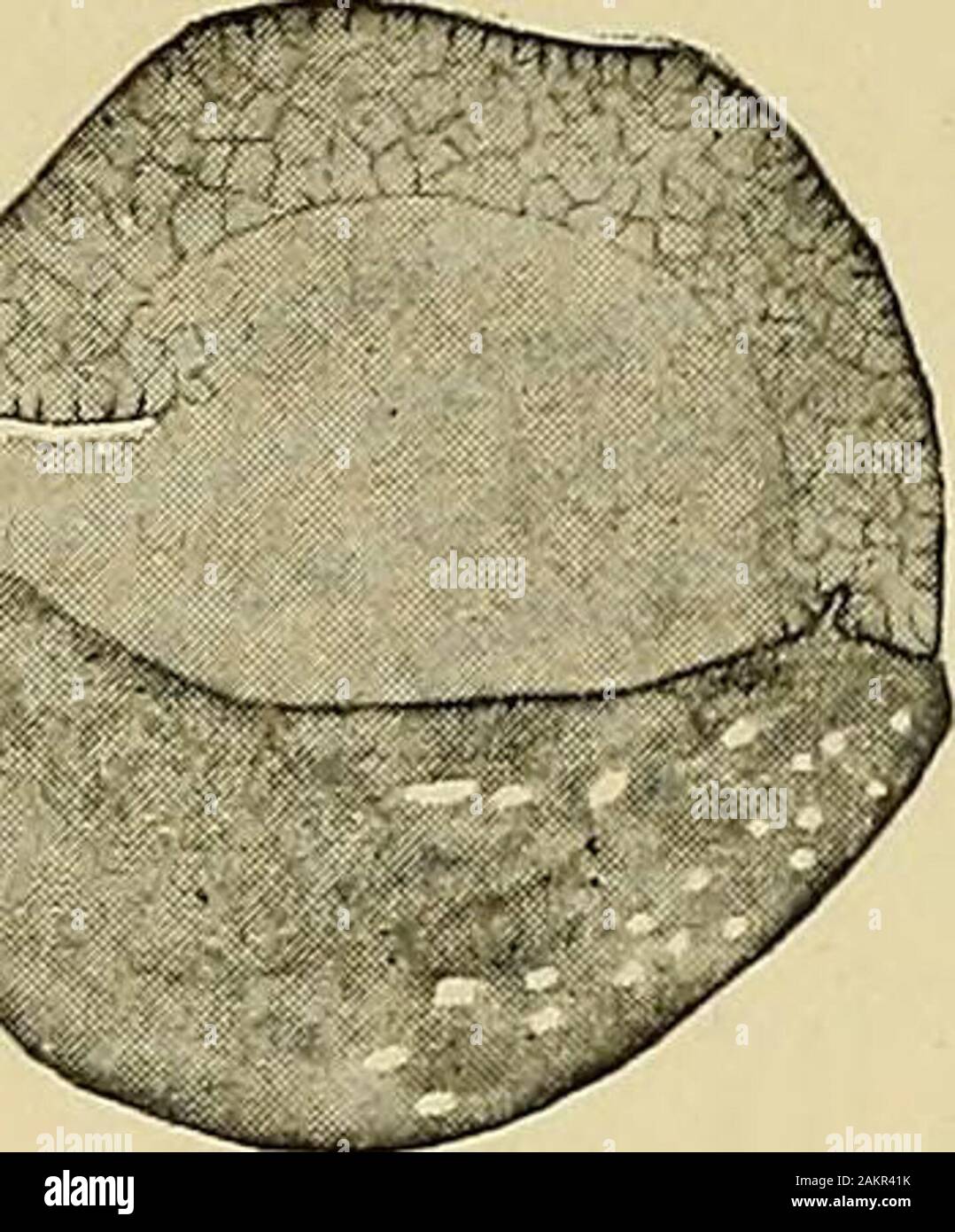 Blastomere hi-res stock photography and images - Alamy