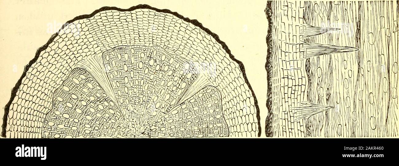 Oval cells hi-res stock photography and images - Alamy